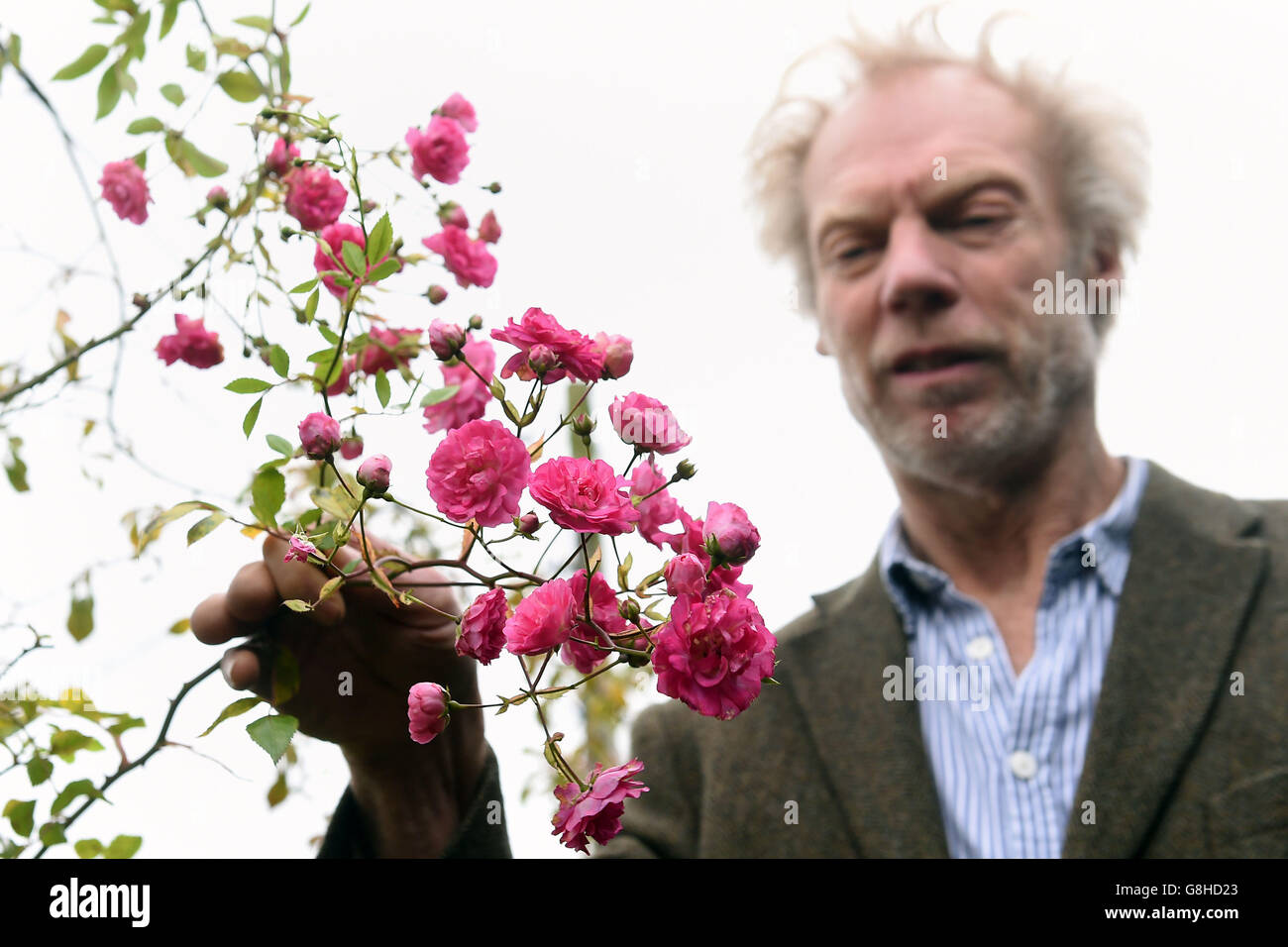 Rosarian Michael Marriott inspects a rambling rose which has come into ...