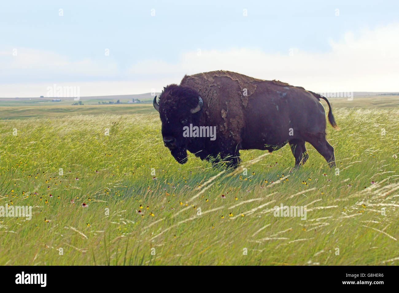 Bison grazing through Badlands National Park grassland in South Dakota ...