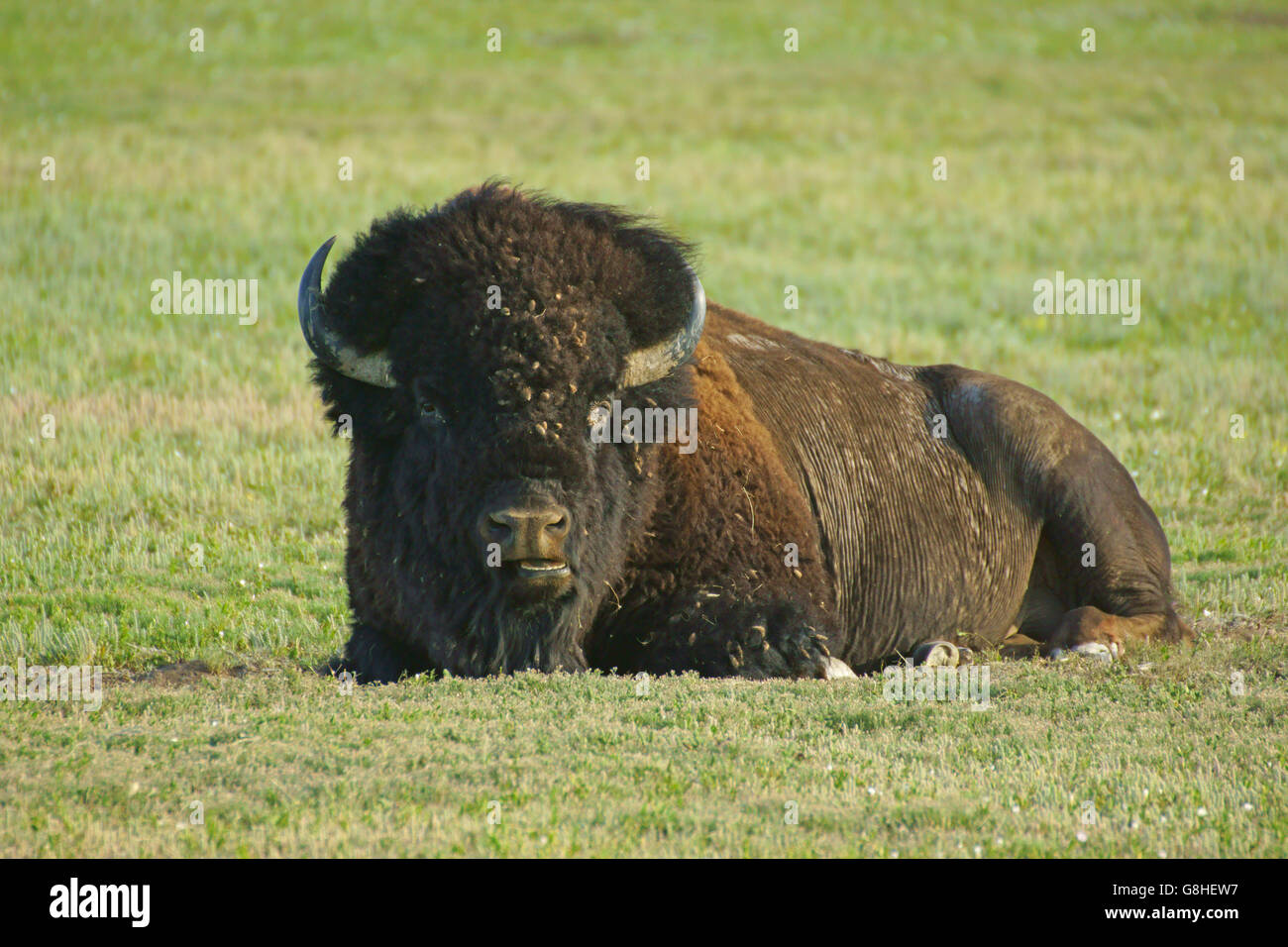 Bison roaming grassland at Badlands National Park in South Dakota Stock ...