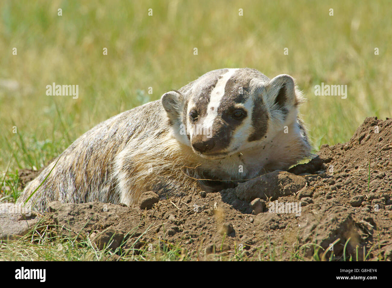 Badger wild animal at Custer State Park in South Dakota Black Hills ...