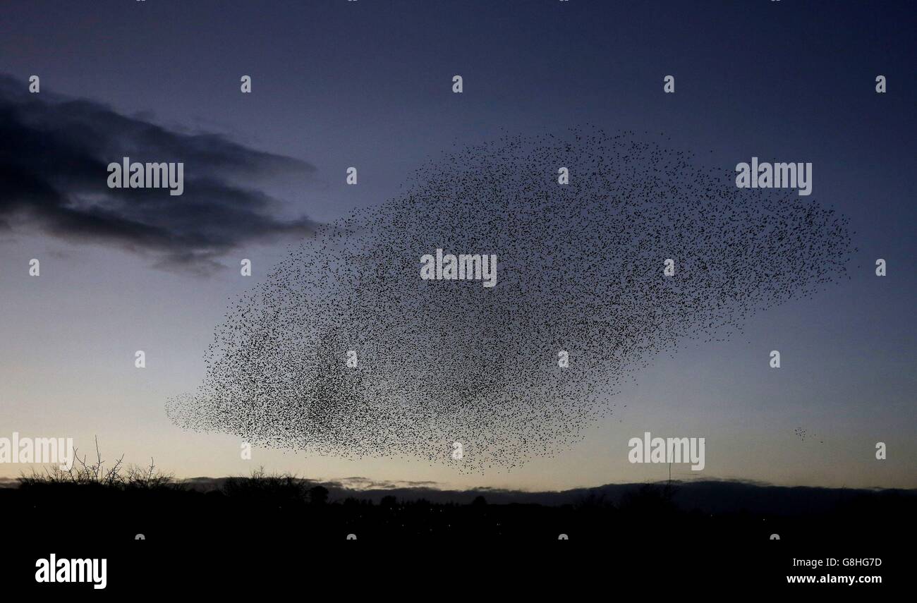 Starlings fill the sky over Shinbdon pond in Gateshead, flying and ...