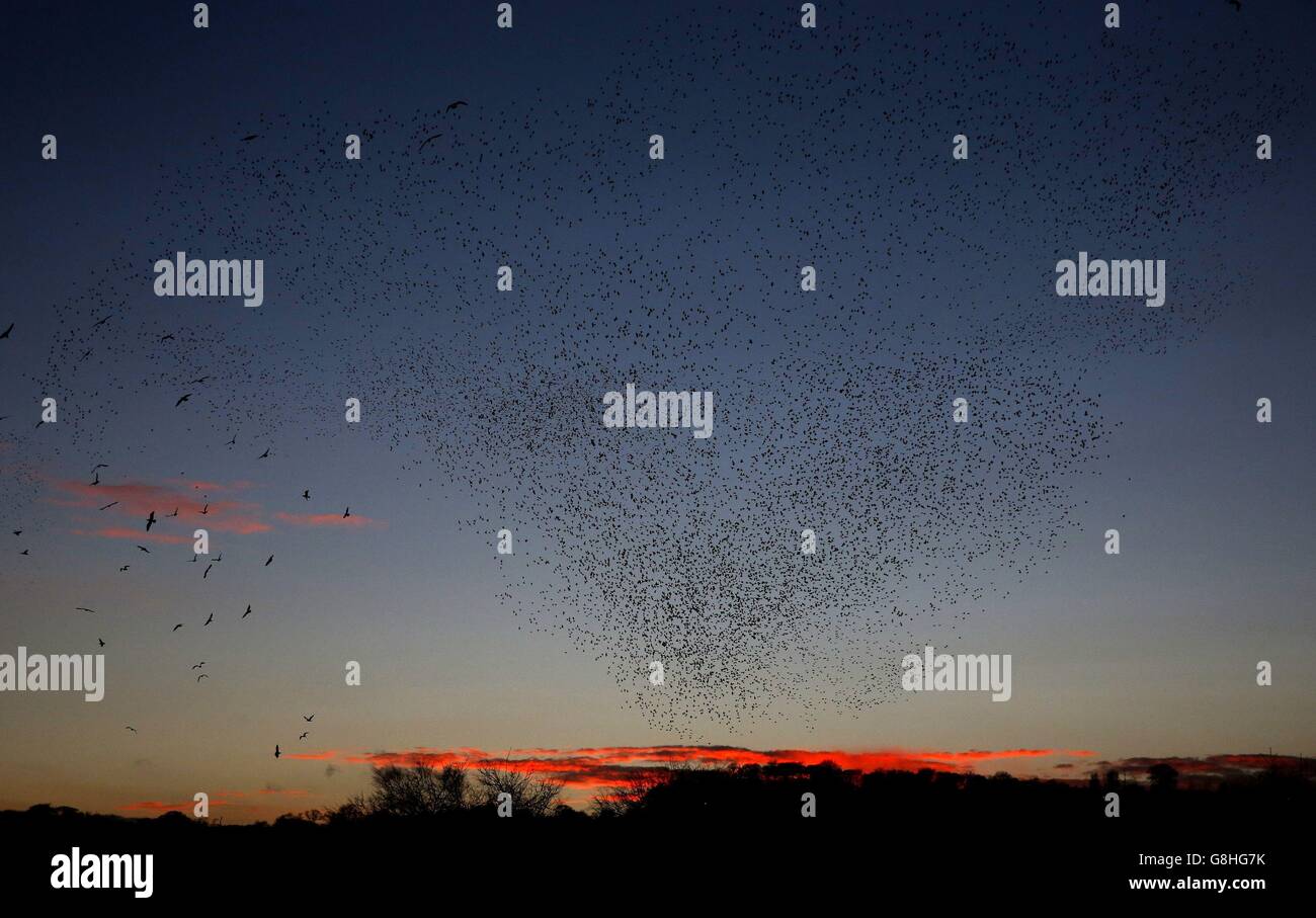 News Animals Starlings High Resolution Stock Photography and Images - Alamy