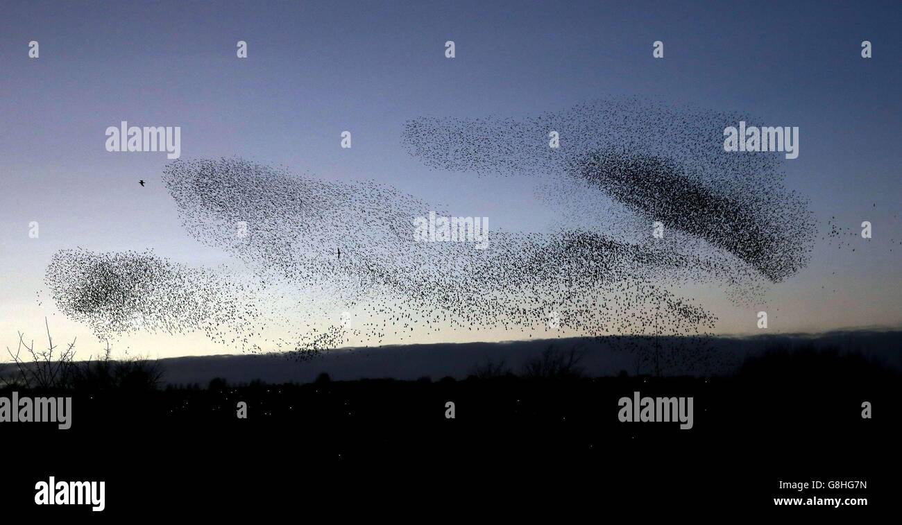 Starlings fill the sky over Shinbdon pond in Gateshead, flying and ...