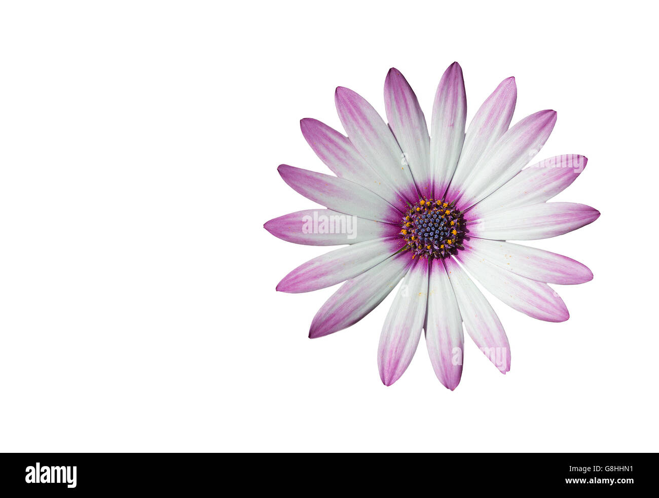 daisy isolated on a white background Stock Photo - Alamy