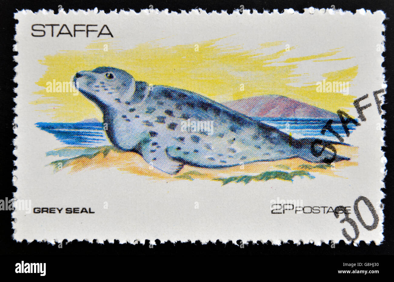 Staffa island seal hi-res stock photography and images - Alamy