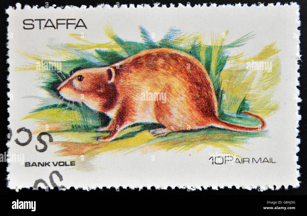 STAFFA - CIRCA 1973: stamp printed in Staffa shows bank vole, circa ...