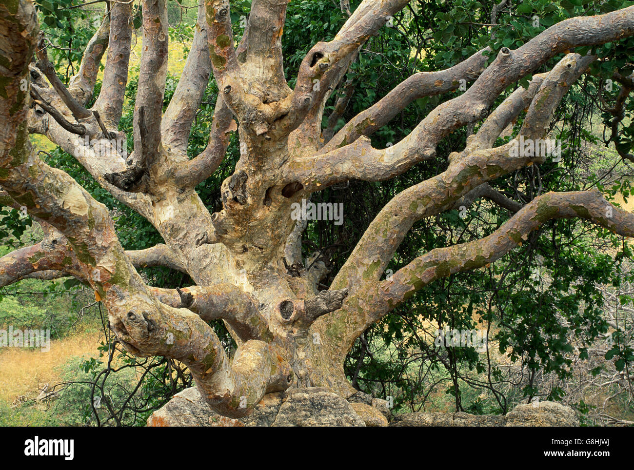 Growing trees africa hi-res stock photography and images - Alamy
