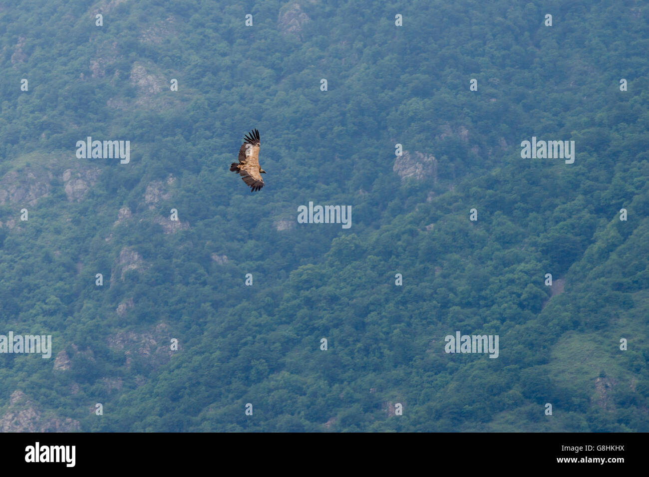 Common buzzard in flight over wood covered canyon in Armenia Stock ...