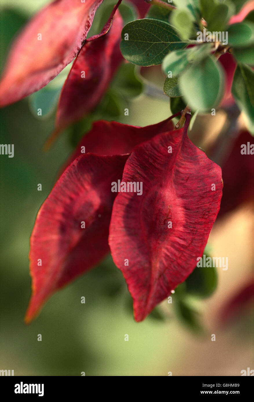 Terminalia tree hi-res stock photography and images - Alamy