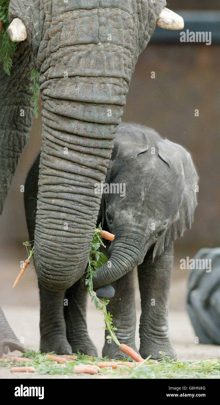 Janu, a three-week-old baby African bull elephant feeds with one of his ...