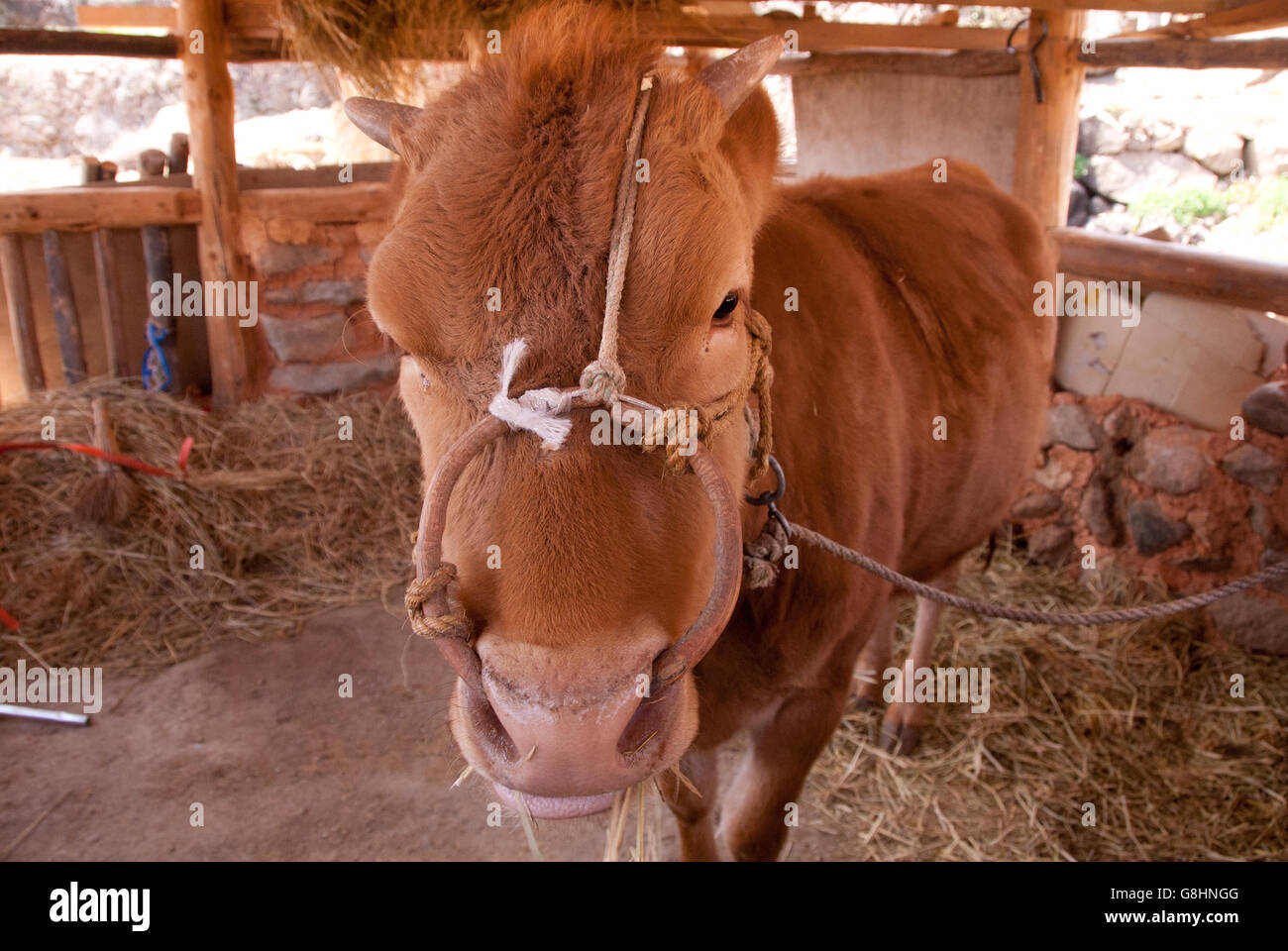 Cattle beast hi-res stock photography and images - Alamy