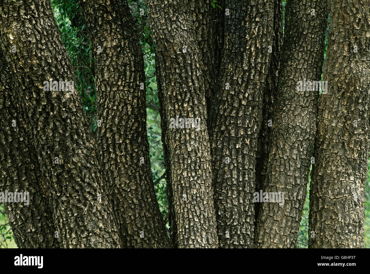 Tamboti trees hi-res stock photography and images - Alamy
