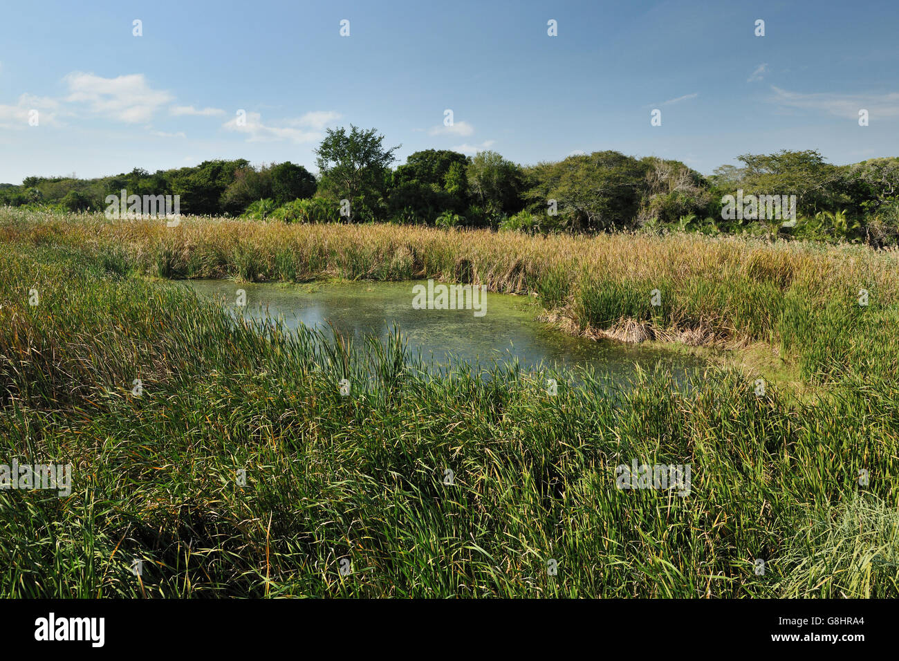Muzi River Marsh Swamp, Tembe Elephant Park, Maputaland, KwaZulu Natal ...