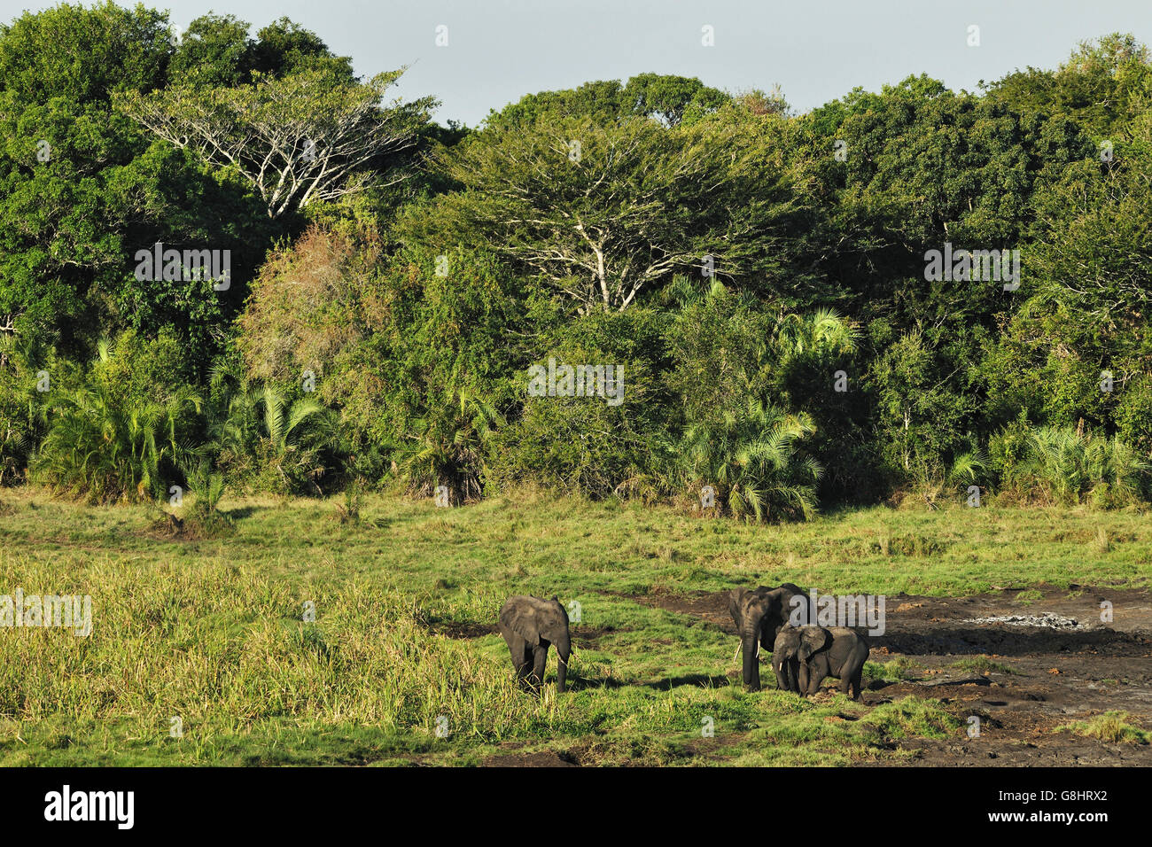 Elephants & pools in the Muzi River, Tembe elephant Park, Maputaland ...