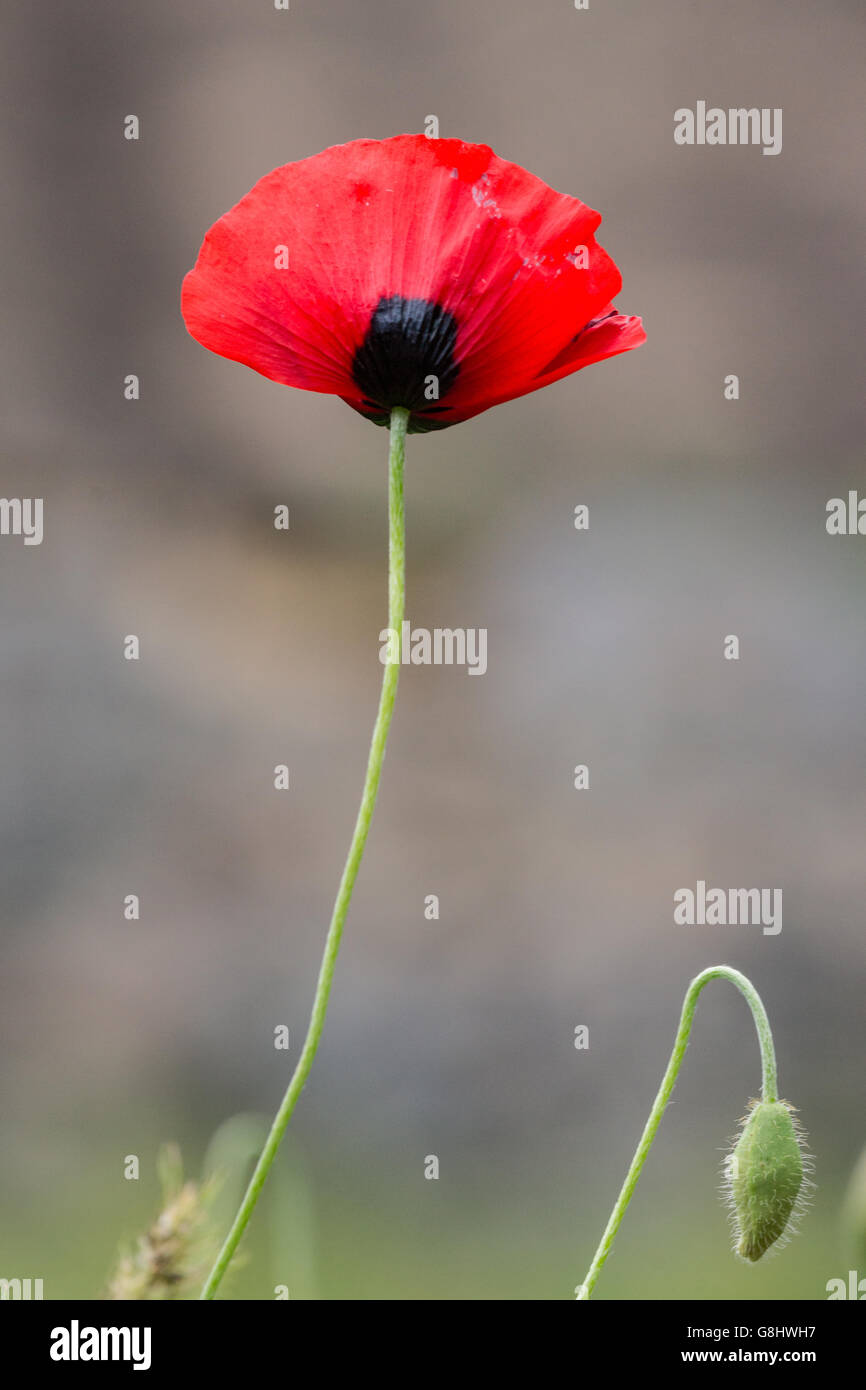 Red poppy flower Stock Photo - Alamy