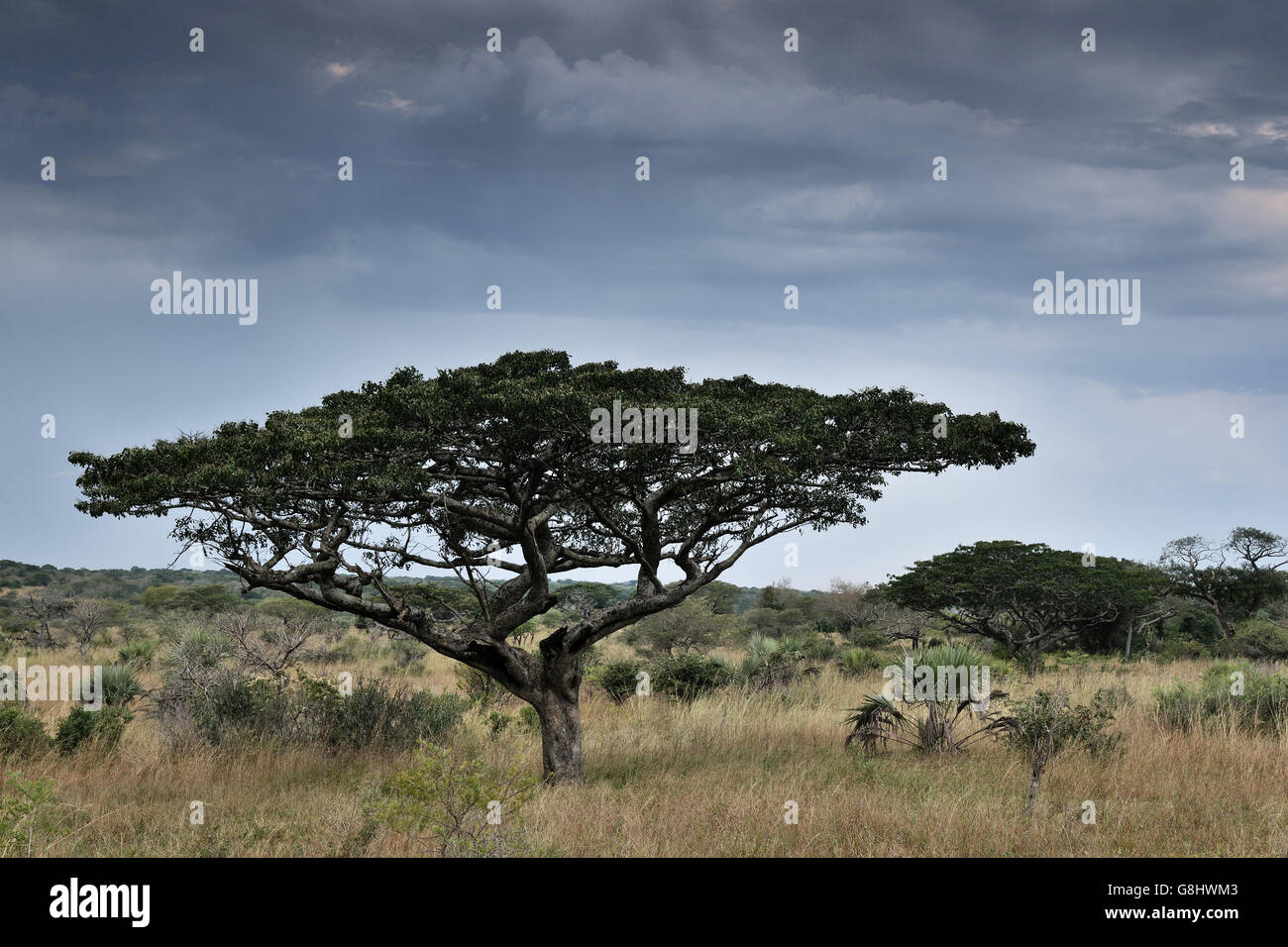 Mahogany tree africa hi-res stock photography and images - Alamy