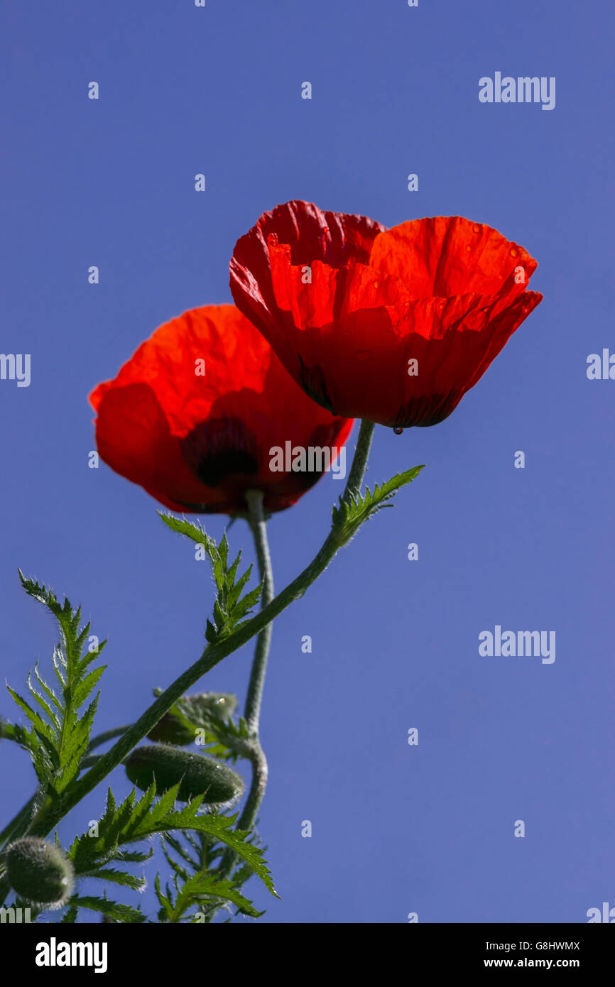 Pair red poppy flowers hi-res stock photography and images - Alamy