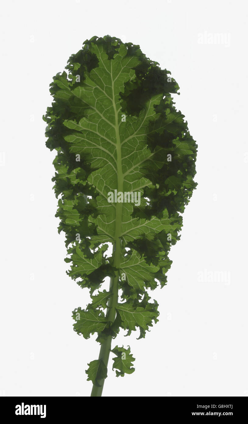 Kale leaf hi-res stock photography and images - Alamy