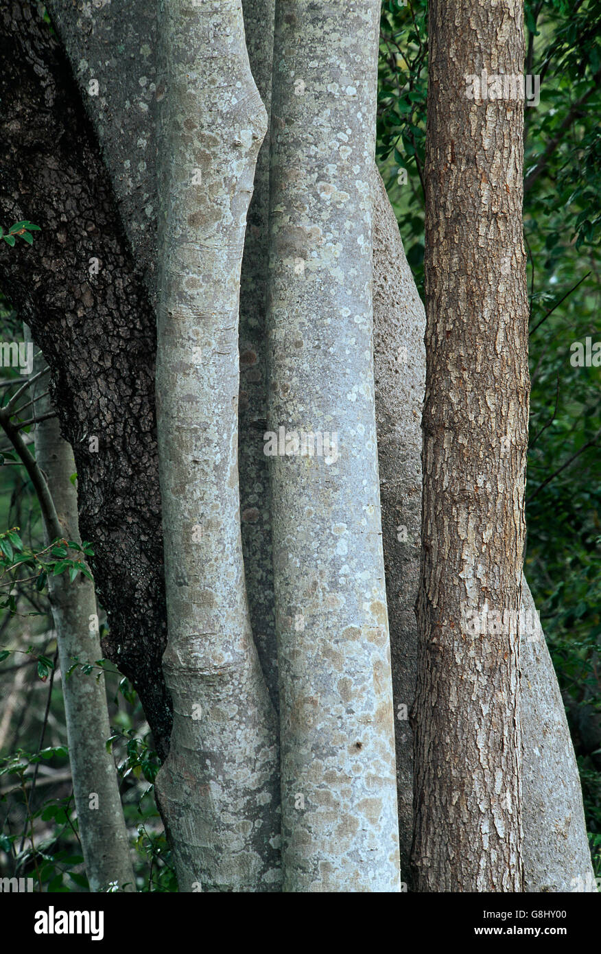 Trees inosculating, trunks stuck growing together, Near Lydenburg ...