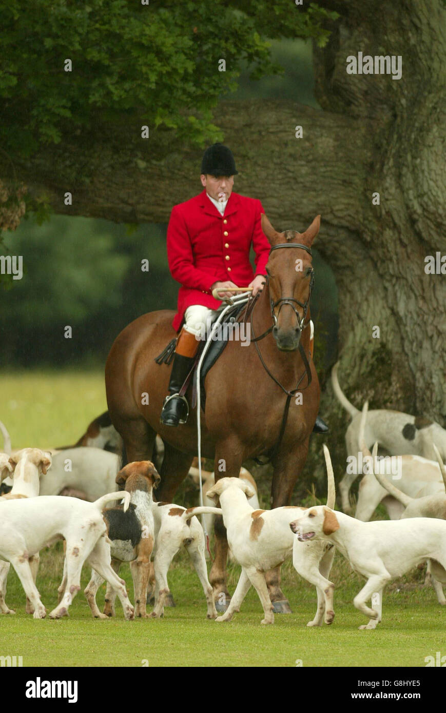 Hounds from the Cotswold Hunt wait under a tree a Cirencester Polo ...