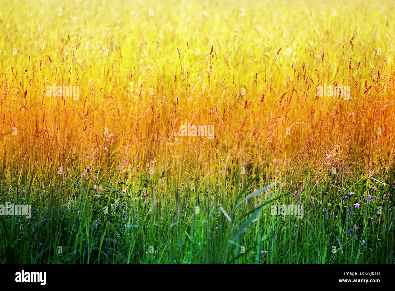 Photos bright green grass on a summer meadow Stock Photo - Alamy