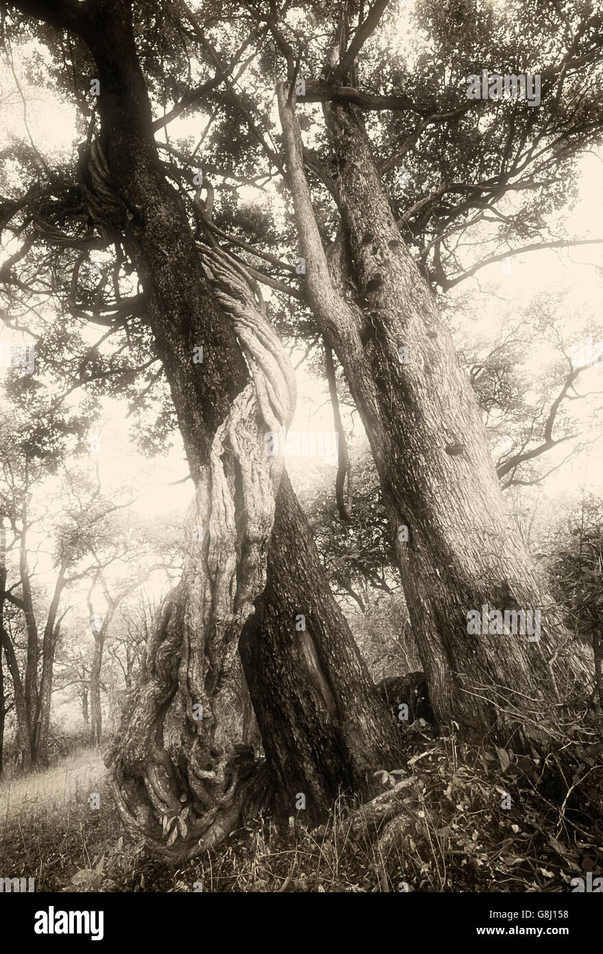 Riverine tree hi-res stock photography and images - Alamy