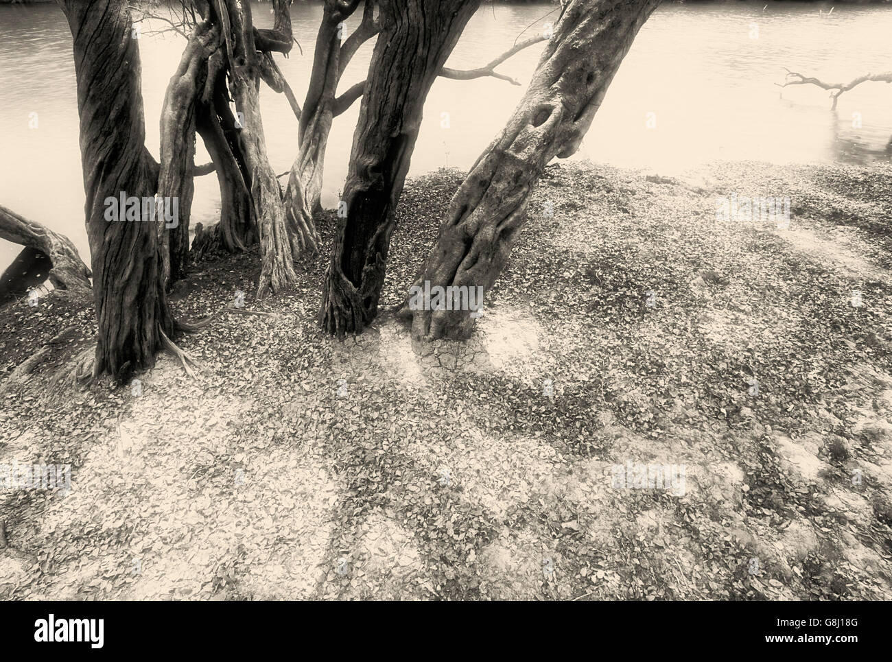 Inosculating trees on Lufupa river bank, Kafue National Park, Eastern ...