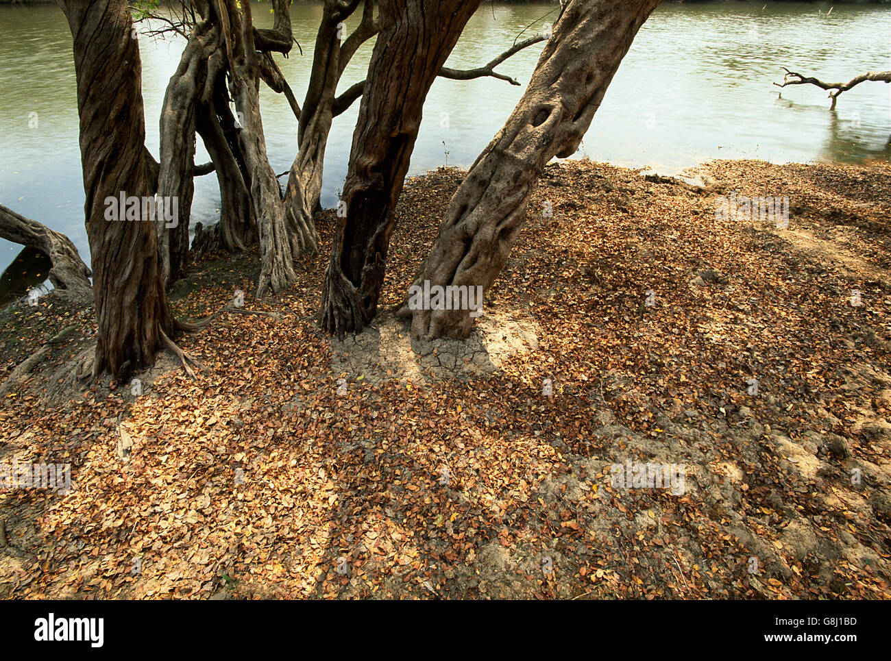 Inosculating trees on Lufupa river bank, Kafue National Park, Eastern ...