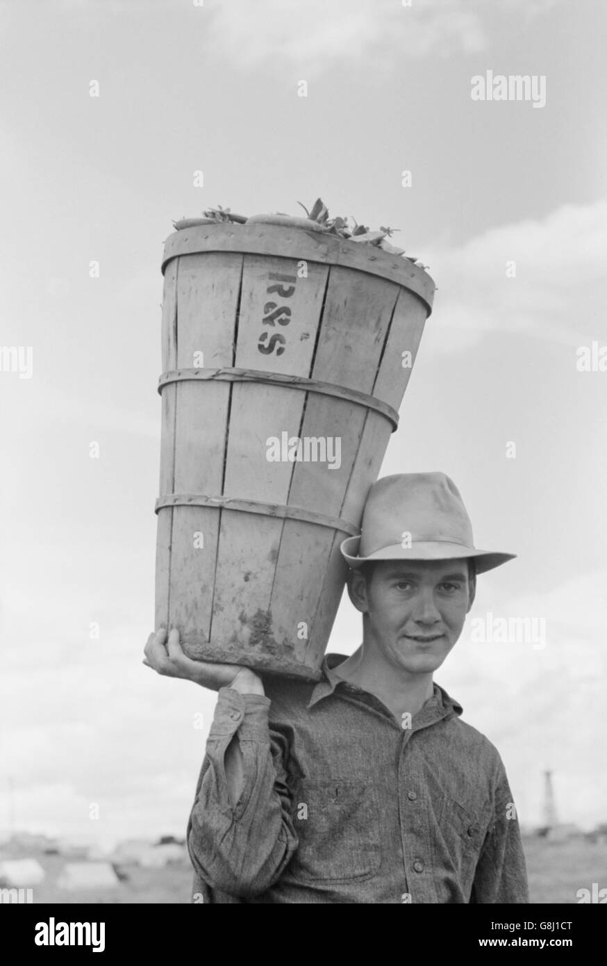 Pea Picker with Hamper of Peas, Nampa, Idaho, USA, Russell Lee, June ...