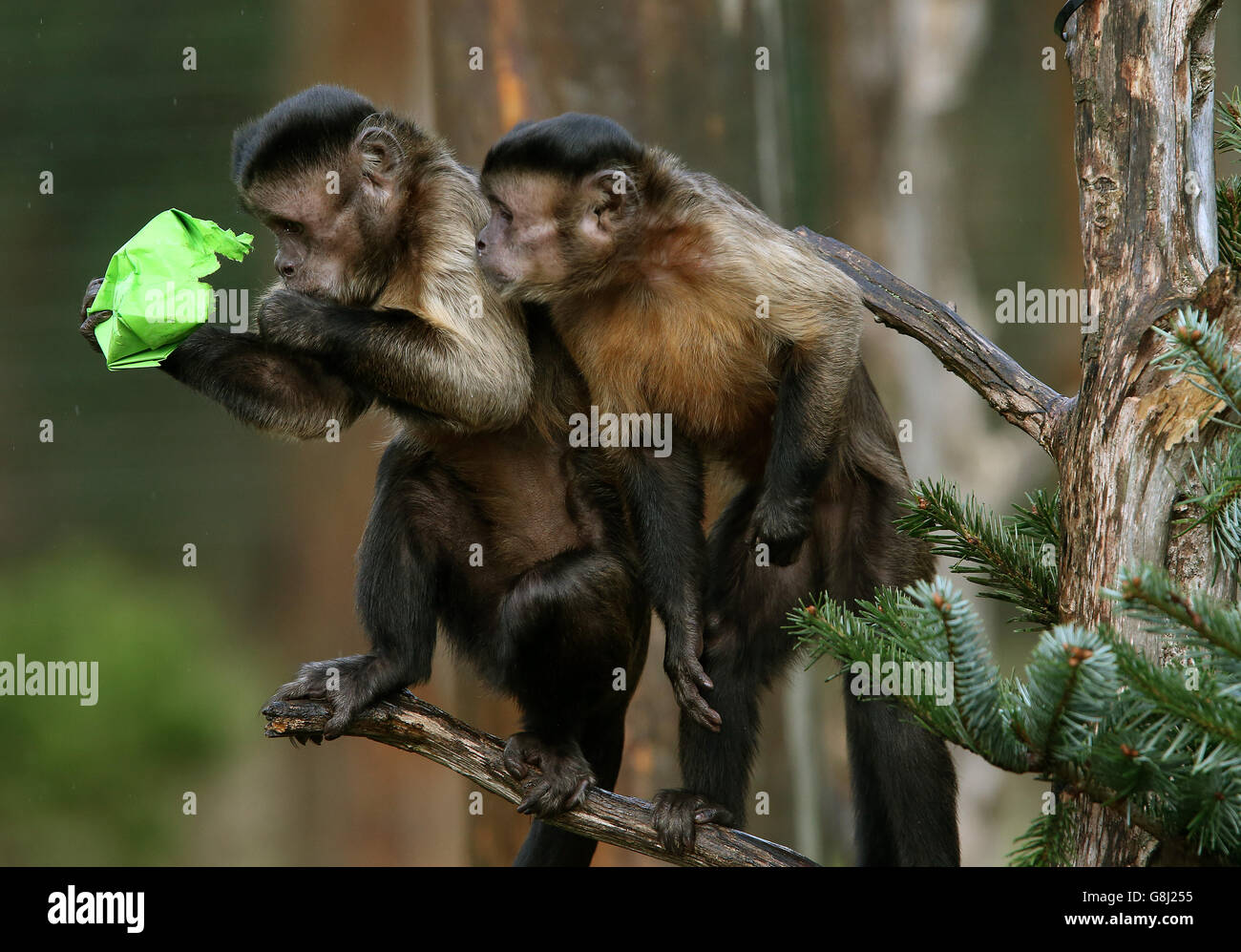 Capuchin monkeys explore a specially decorated Christmas tree and play ...