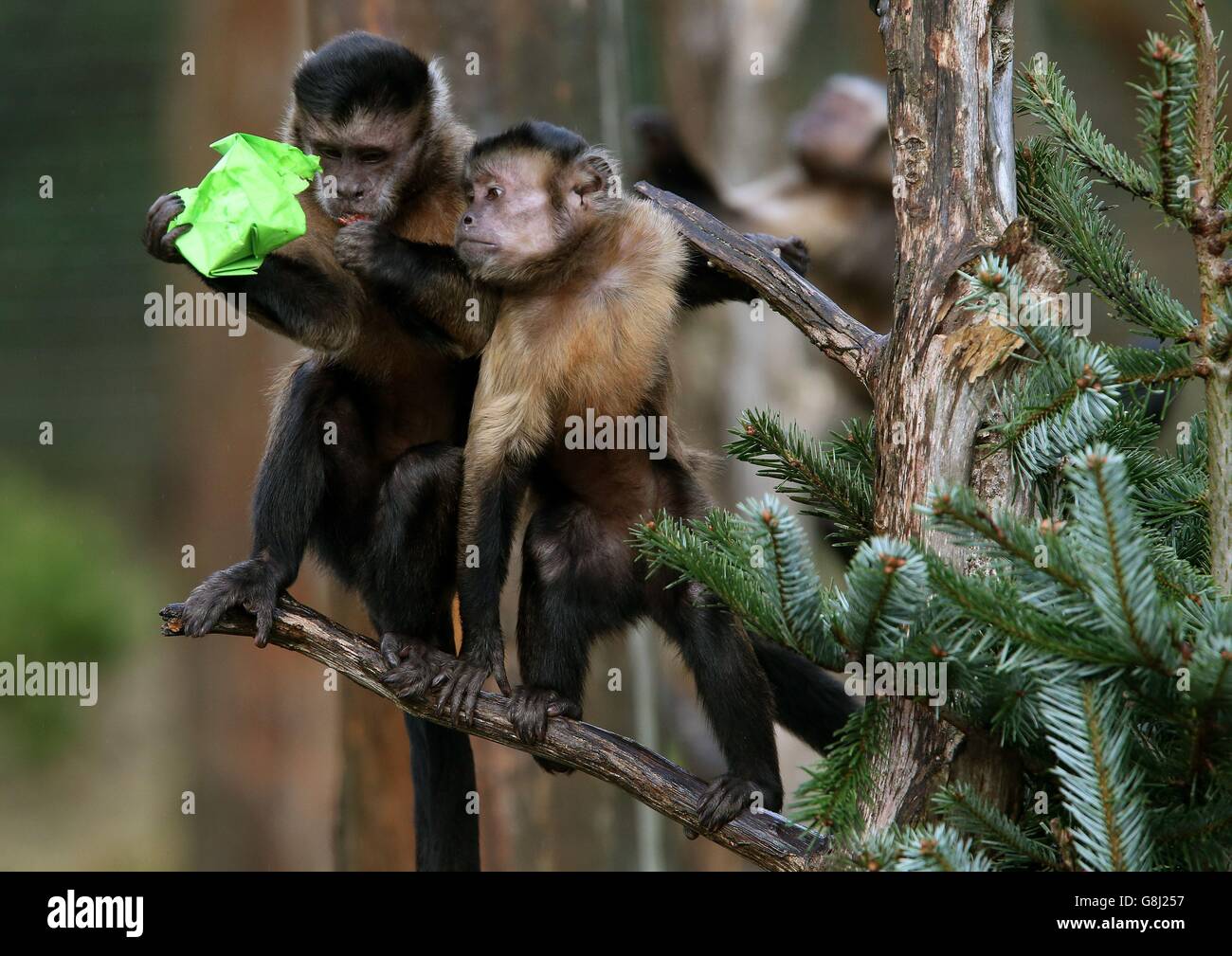 Capuchin monkeys explore a specially decorated Christmas tree and play ...