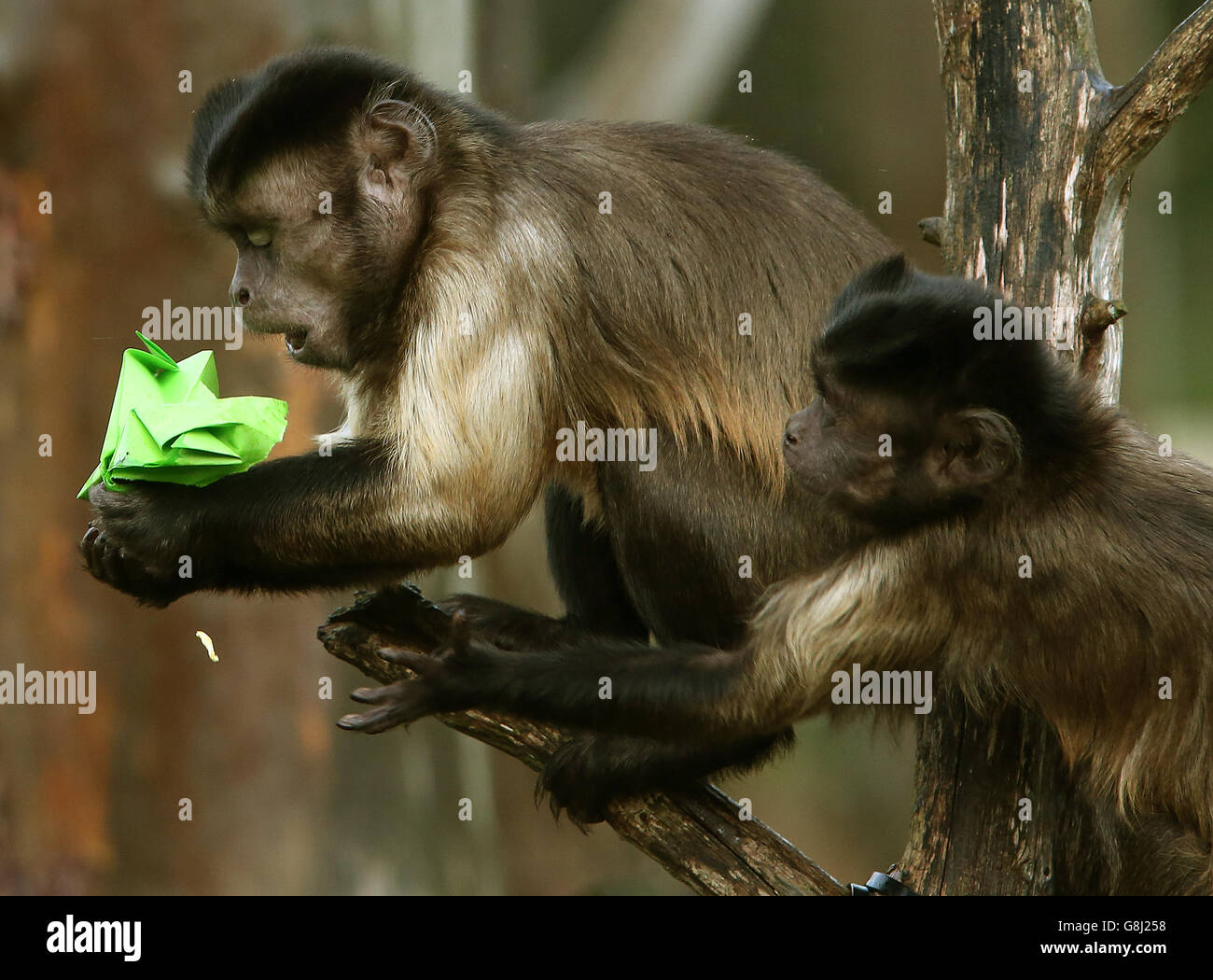Capuchin monkeys explore a specially decorated Christmas tree and play ...