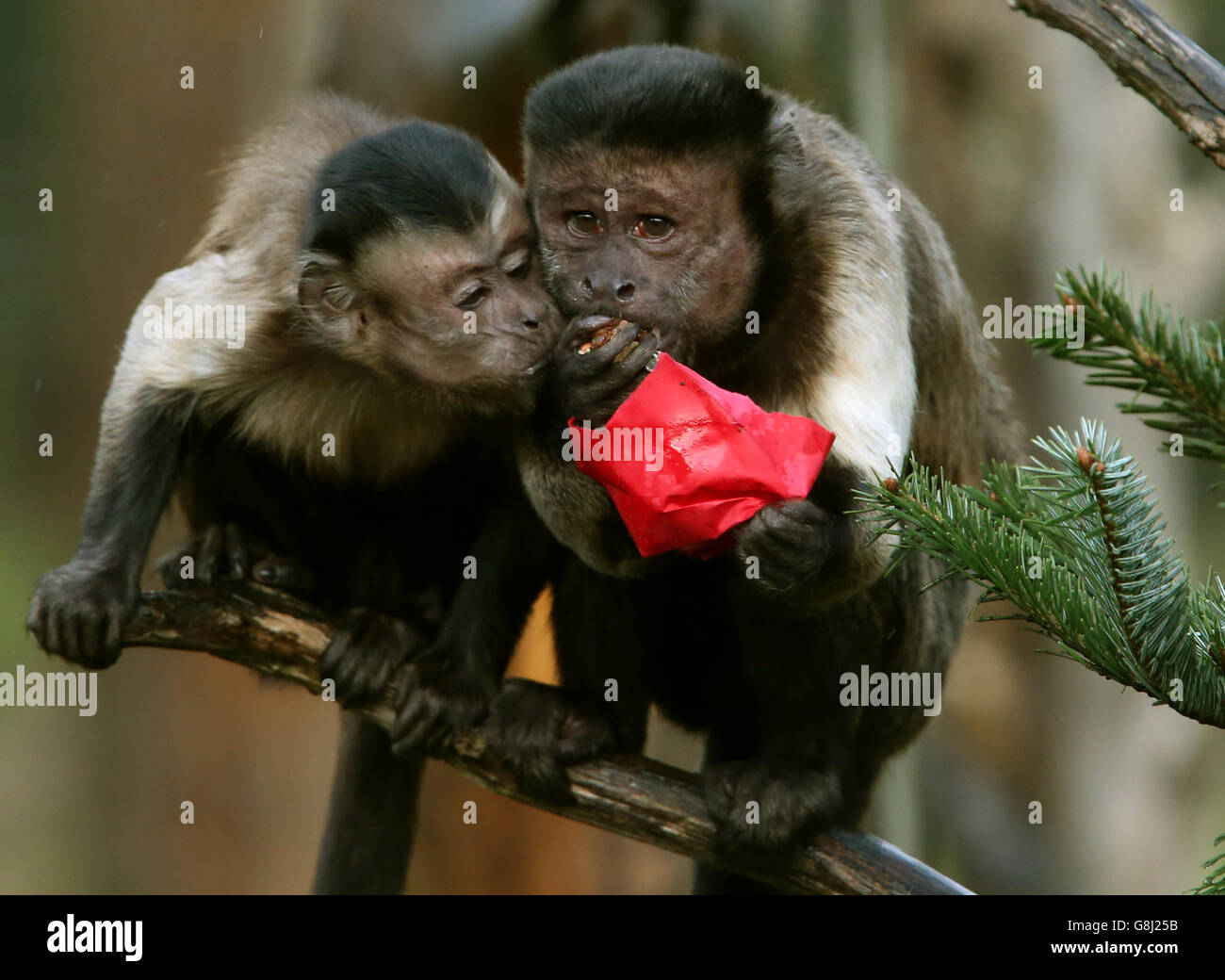Capuchin monkeys explore a specially decorated Christmas tree and play ...