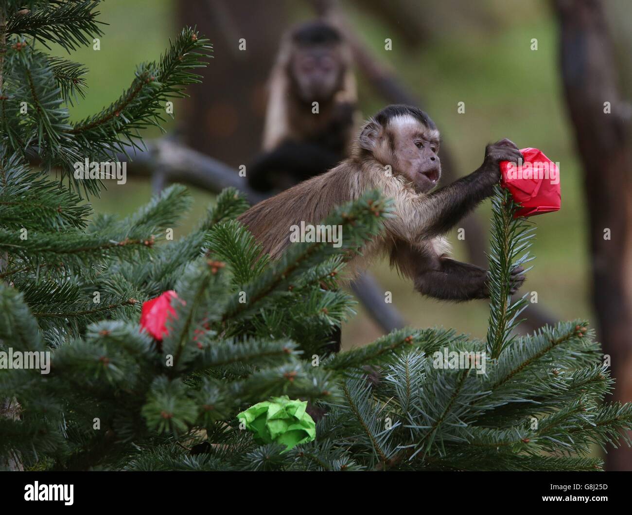 Edinburgh zoo christmas hi-res stock photography and images - Alamy