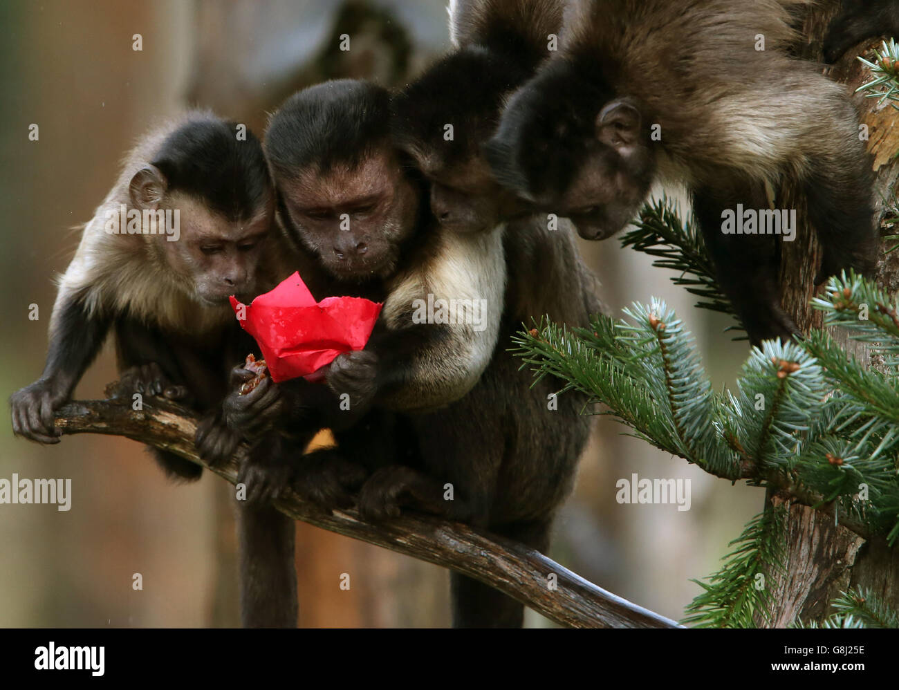 Capuchin monkeys explore a specially decorated Christmas tree and play ...