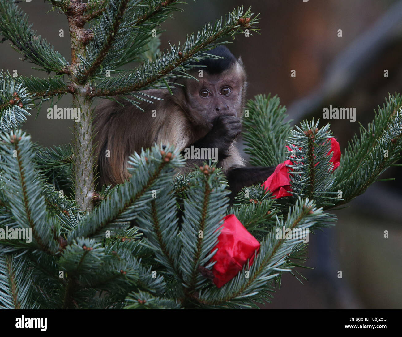 A Capuchin monkey explores a specially decorated Christmas tree and ...