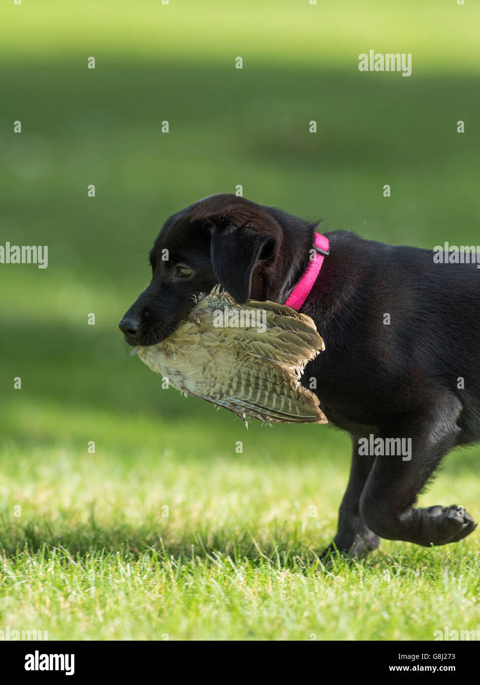 A young Black Labrador Puppy with a Pheasant wing Stock Photo - Alamy
