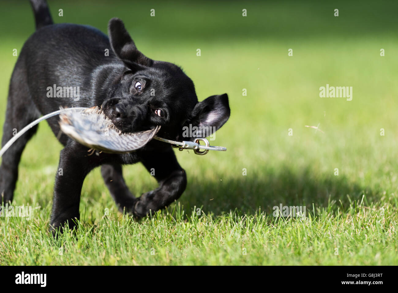 A Black lab puppy retrieving a training dummy Stock Photo - Alamy