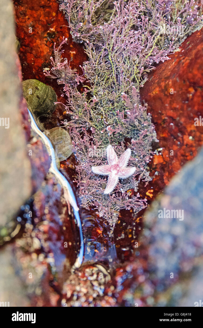 Crustose coralline algae hi-res stock photography and images - Alamy