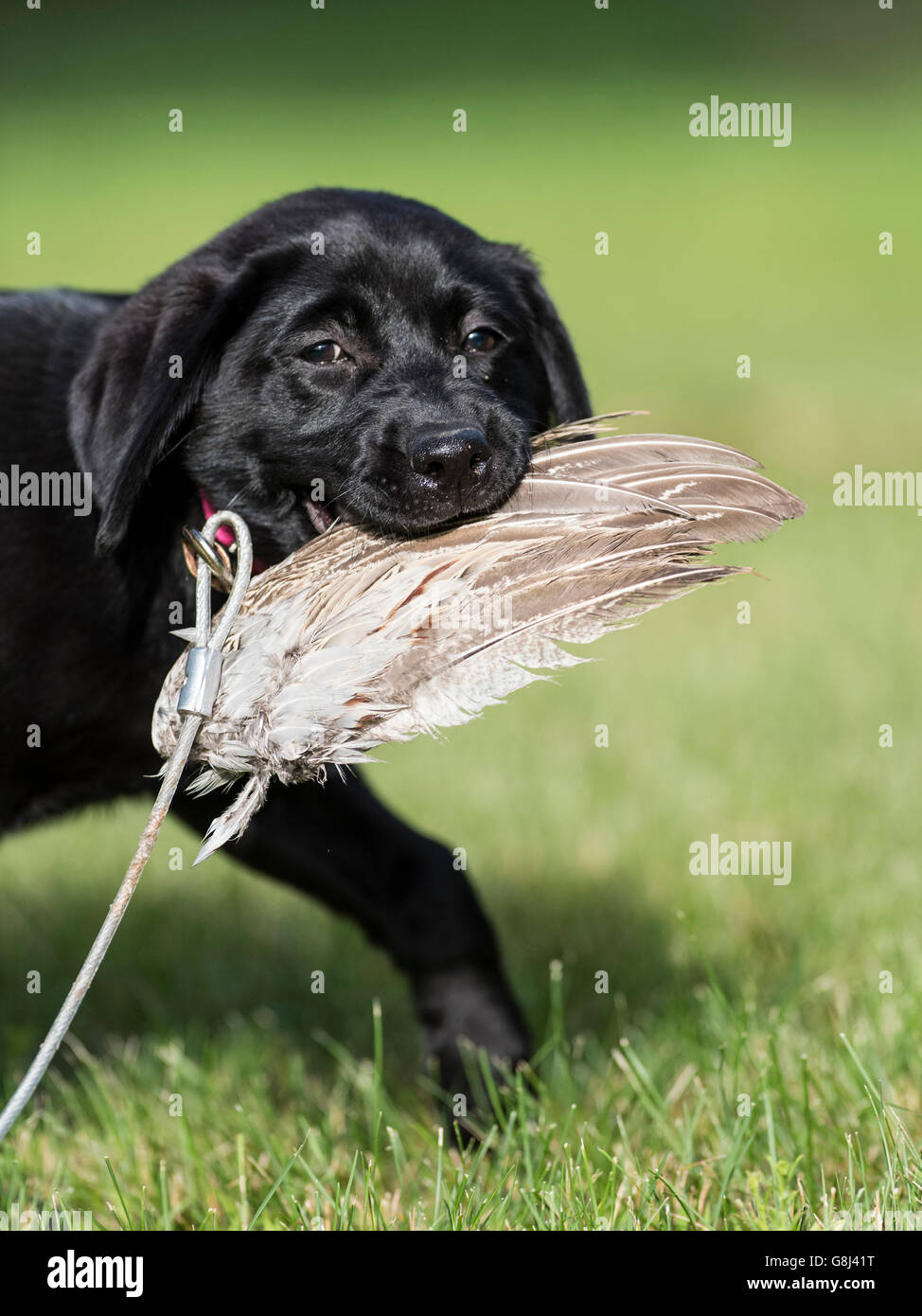 Black Lab Puppy playing and retrieving Stock Photo - Alamy