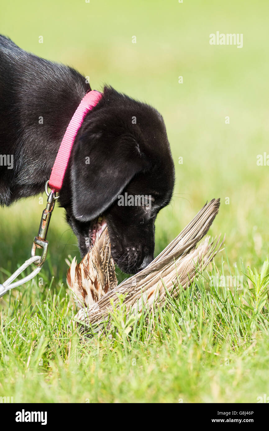 Black Lab Puppy playing and retrieving Stock Photo - Alamy