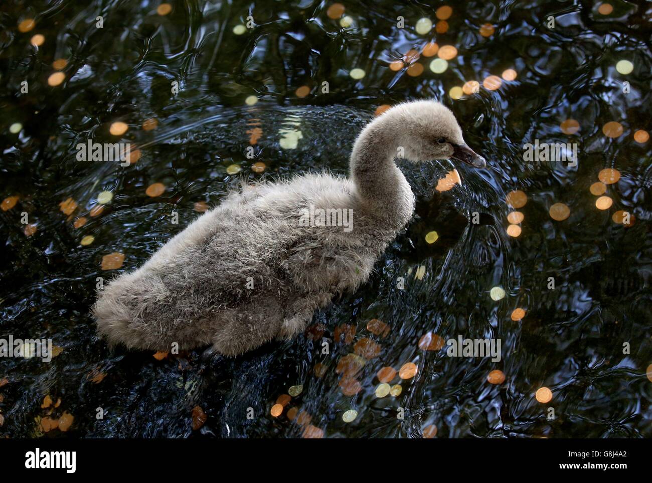 A Black Swan cygnet which unusually hatched and survived this month at ...