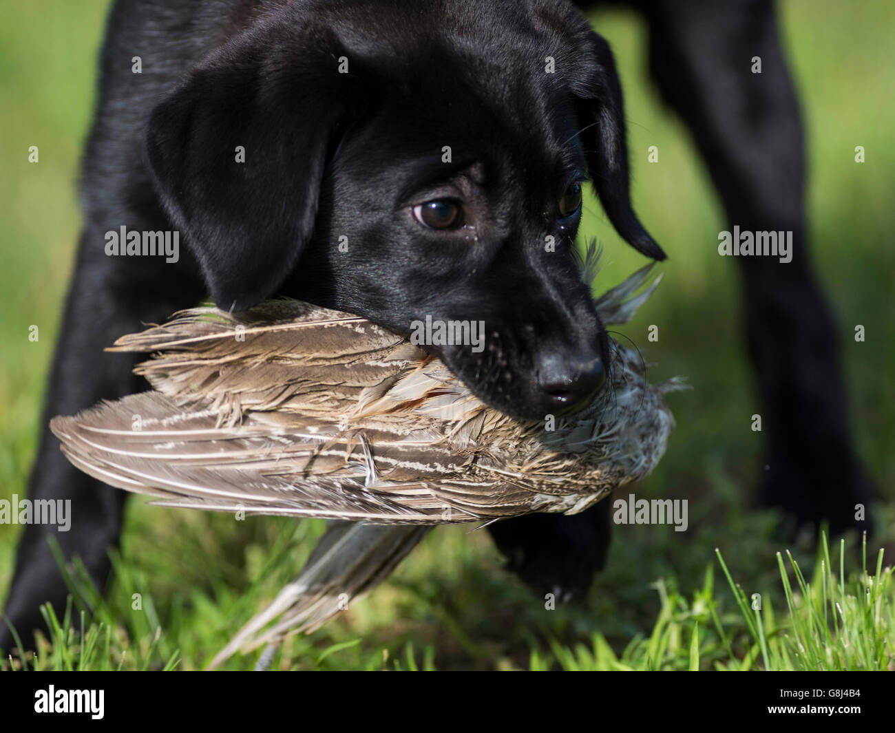 Black Lab Puppy playing and retrieving Stock Photo - Alamy