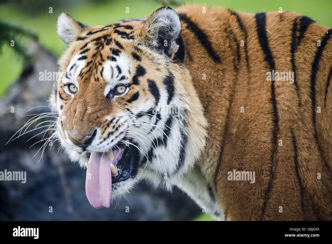 Female Bengal tiger Tiana after chewing on Christmas trees at Noah's ...
