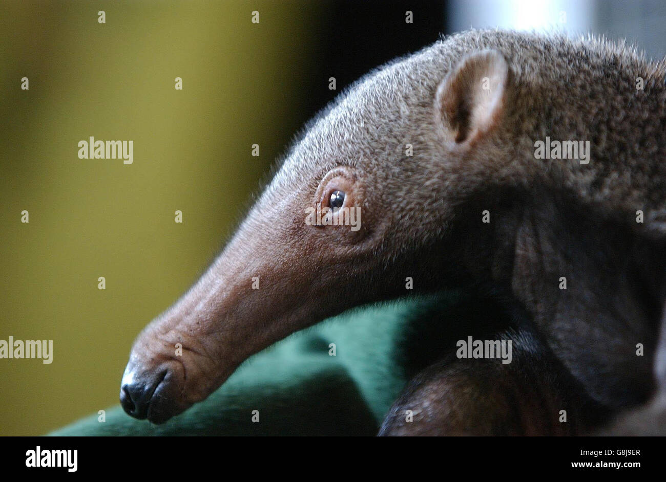 An as yet unnamed baby male giant anteater examines his surroundings at ...