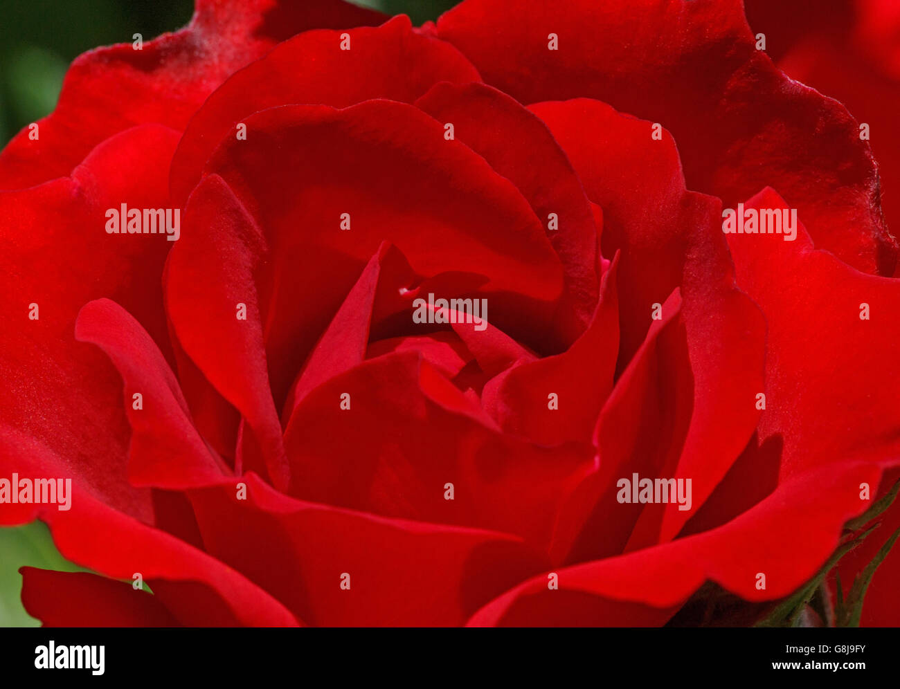 close up of red rose Stock Photo - Alamy
