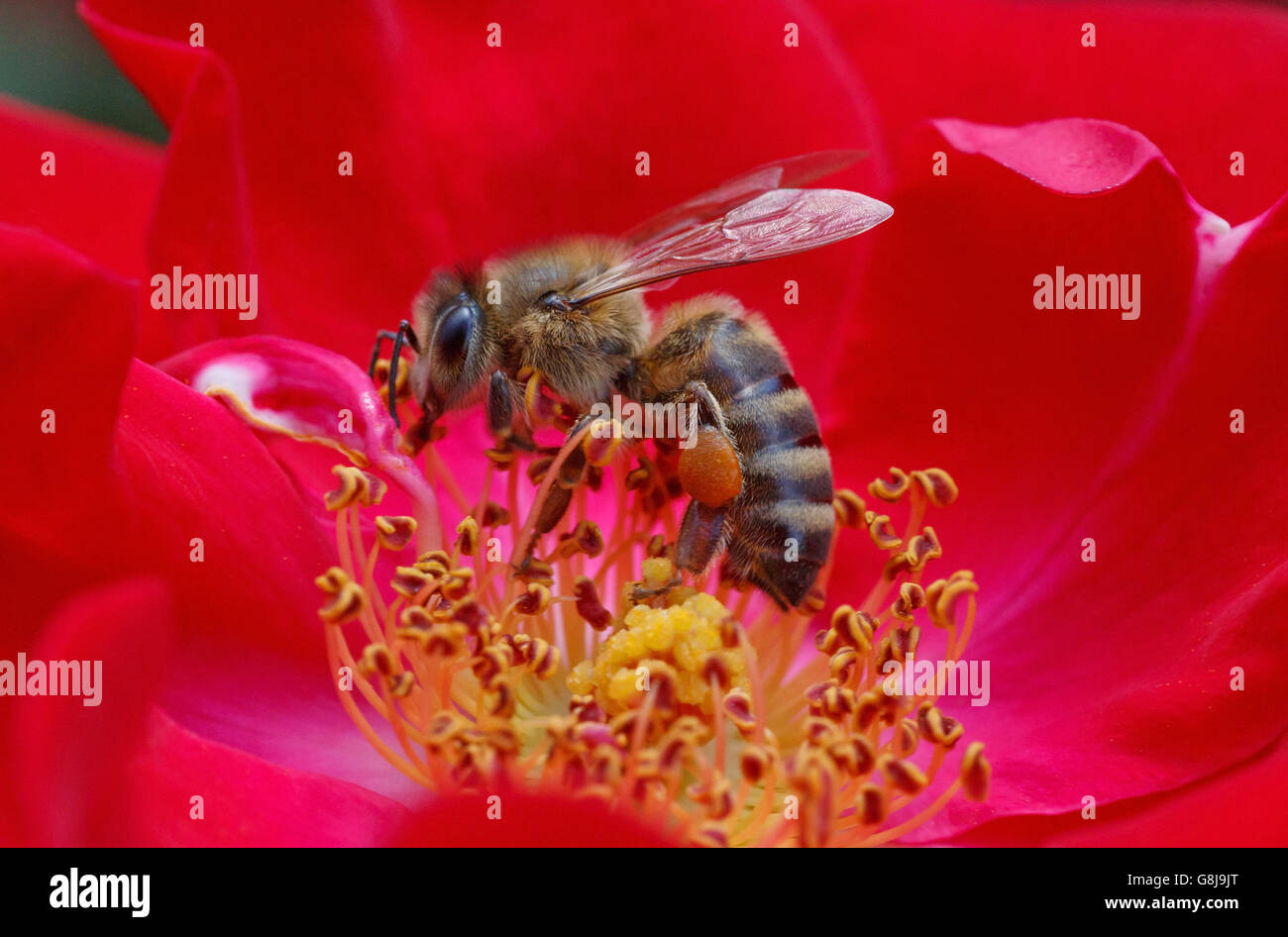 close up of bee inside red rose Stock Photo - Alamy