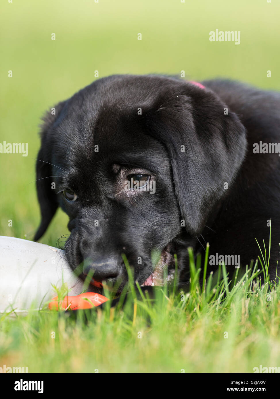 A Black Labrador Retriever puppy with a duck retrieving dummy Stock ...