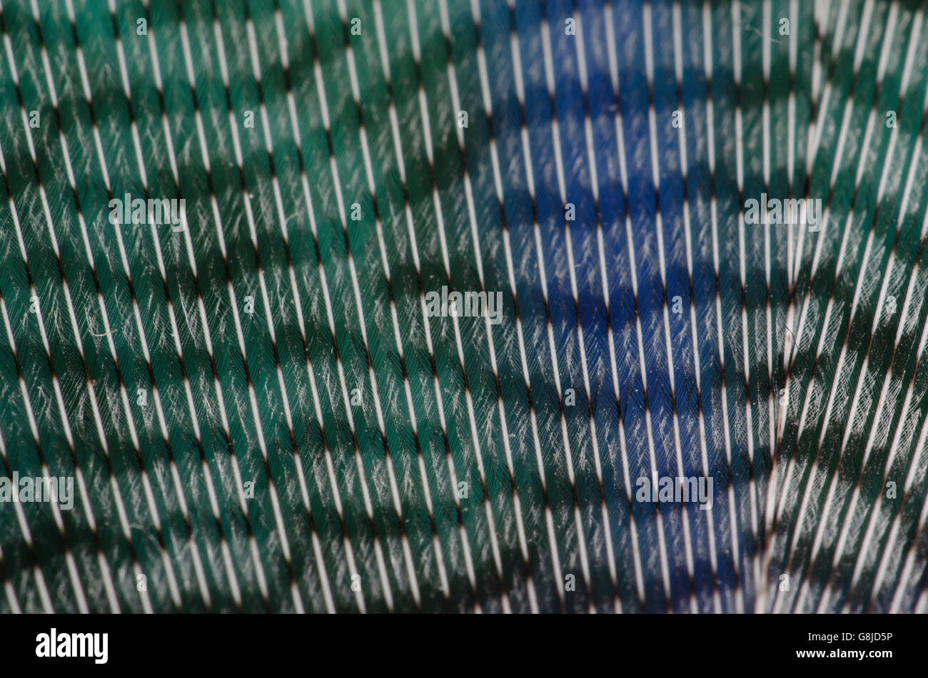 Duck feather pattern hi-res stock photography and images - Alamy