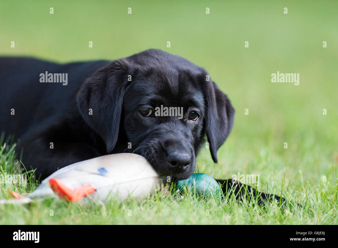 A Black Labrador Retriever puppy with a duck retrieving dummy Stock ...
